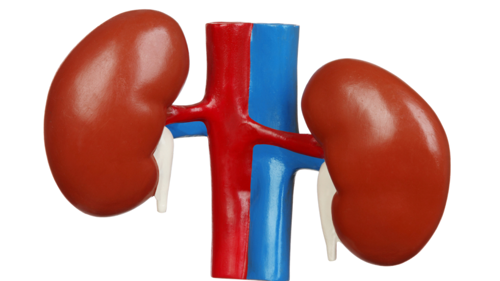 The Immune System, the Kidneys and Idiopathic Nephrotic Syndrome ...